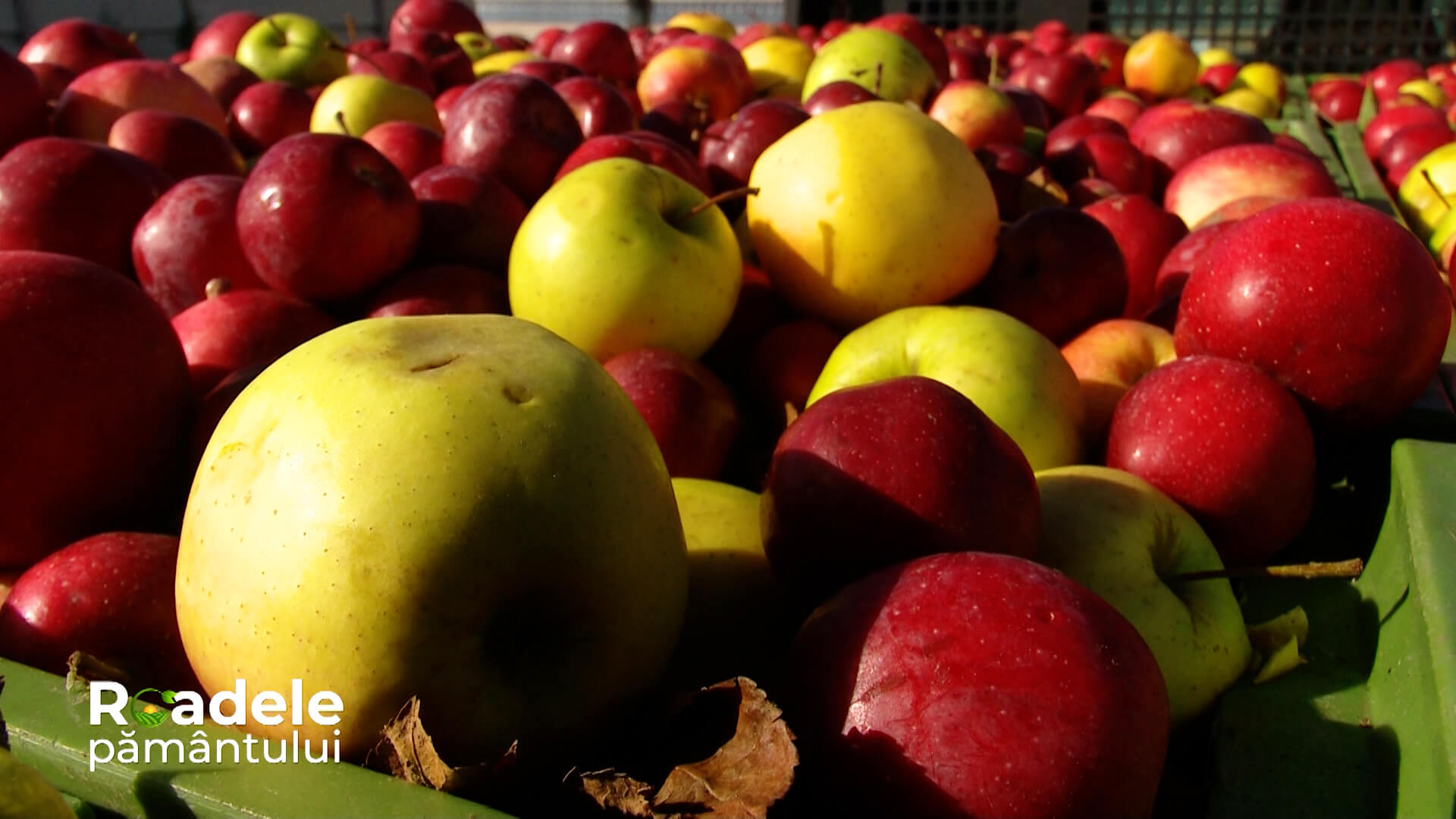 Roadele pământului Archives - TRINITAS TV