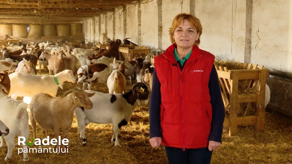 Roadele pământului Archives - TRINITAS TV