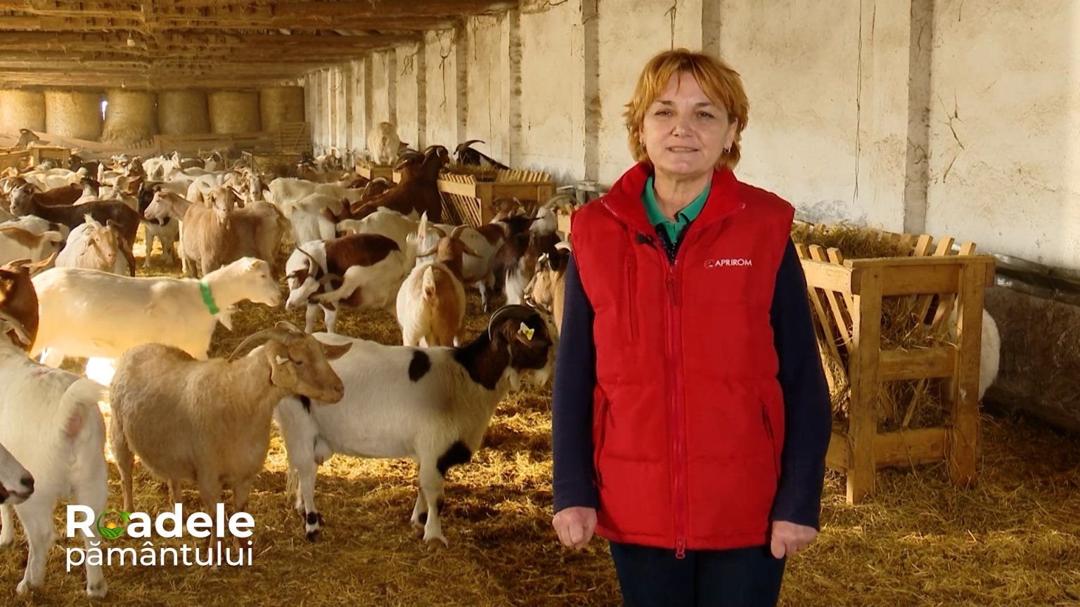 Roadele pământului Archives - TRINITAS TV