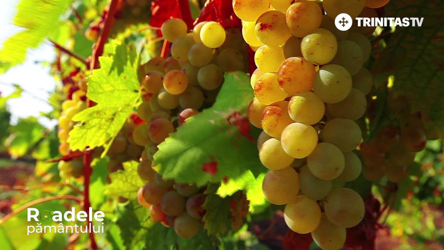 Roadele pământului Archives - TRINITAS TV