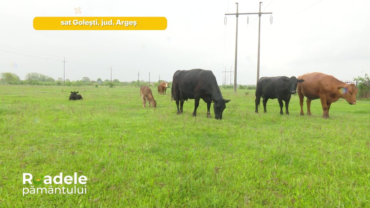 Roadele pământului Archives - TRINITAS TV