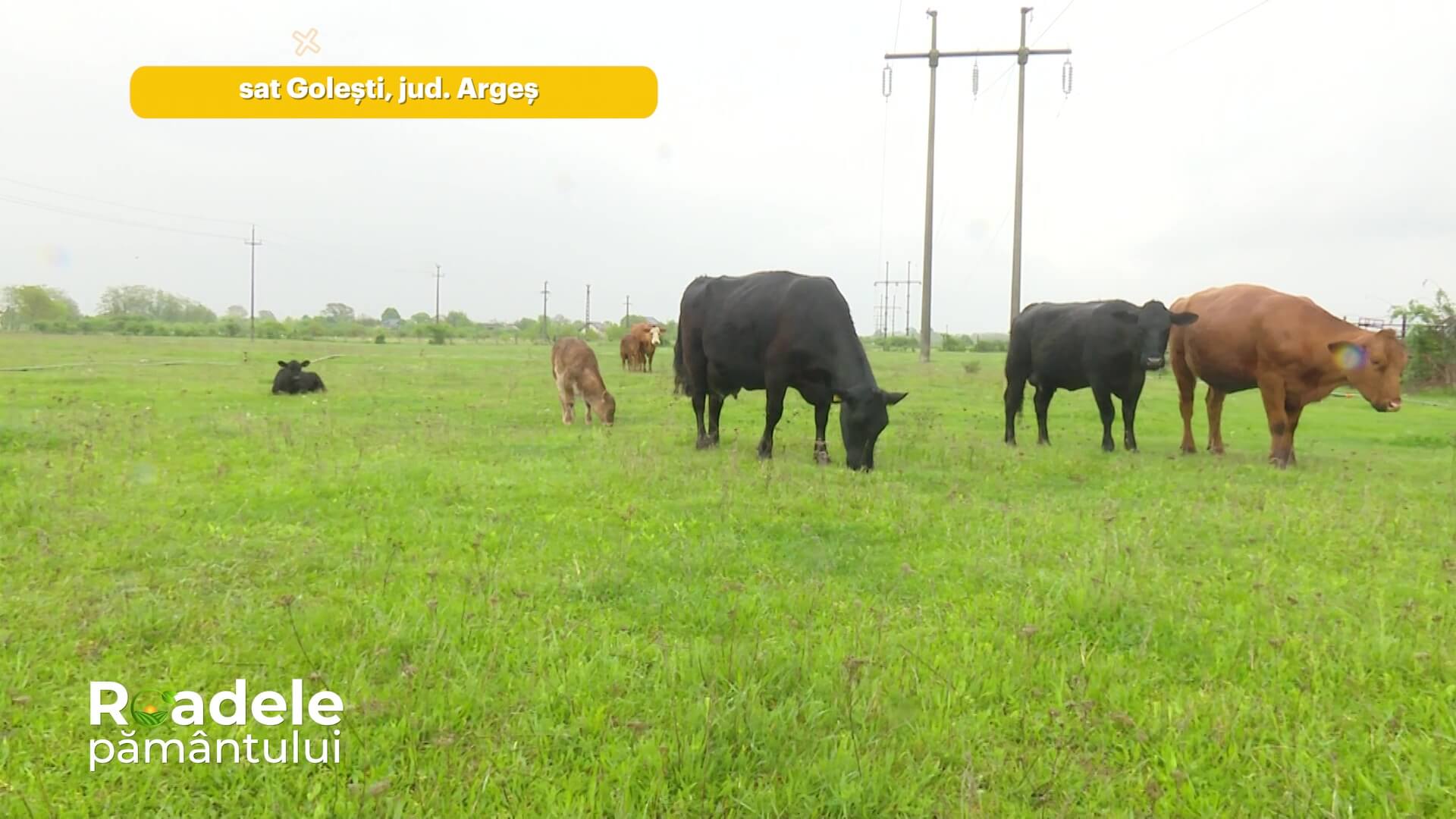 Roadele pământului Archives - TRINITAS TV
