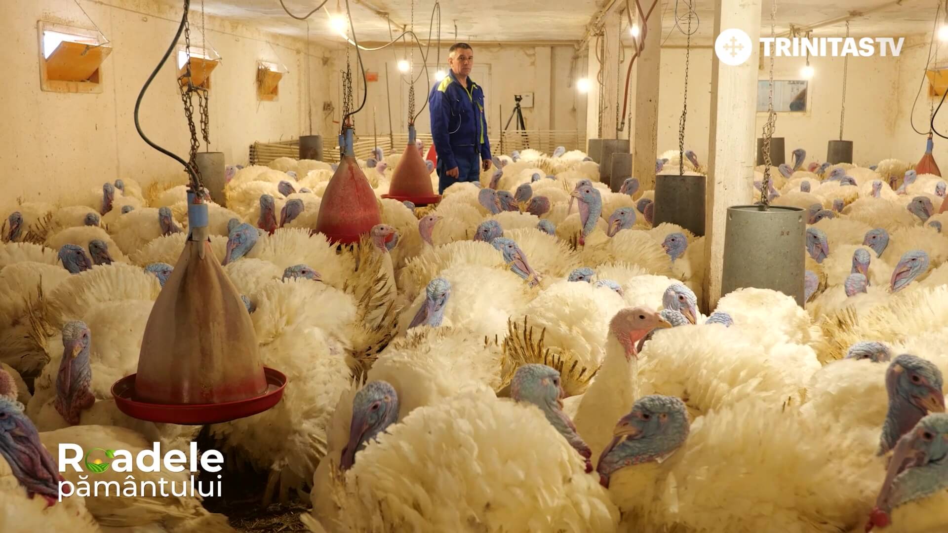 Roadele pământului Archives - TRINITAS TV