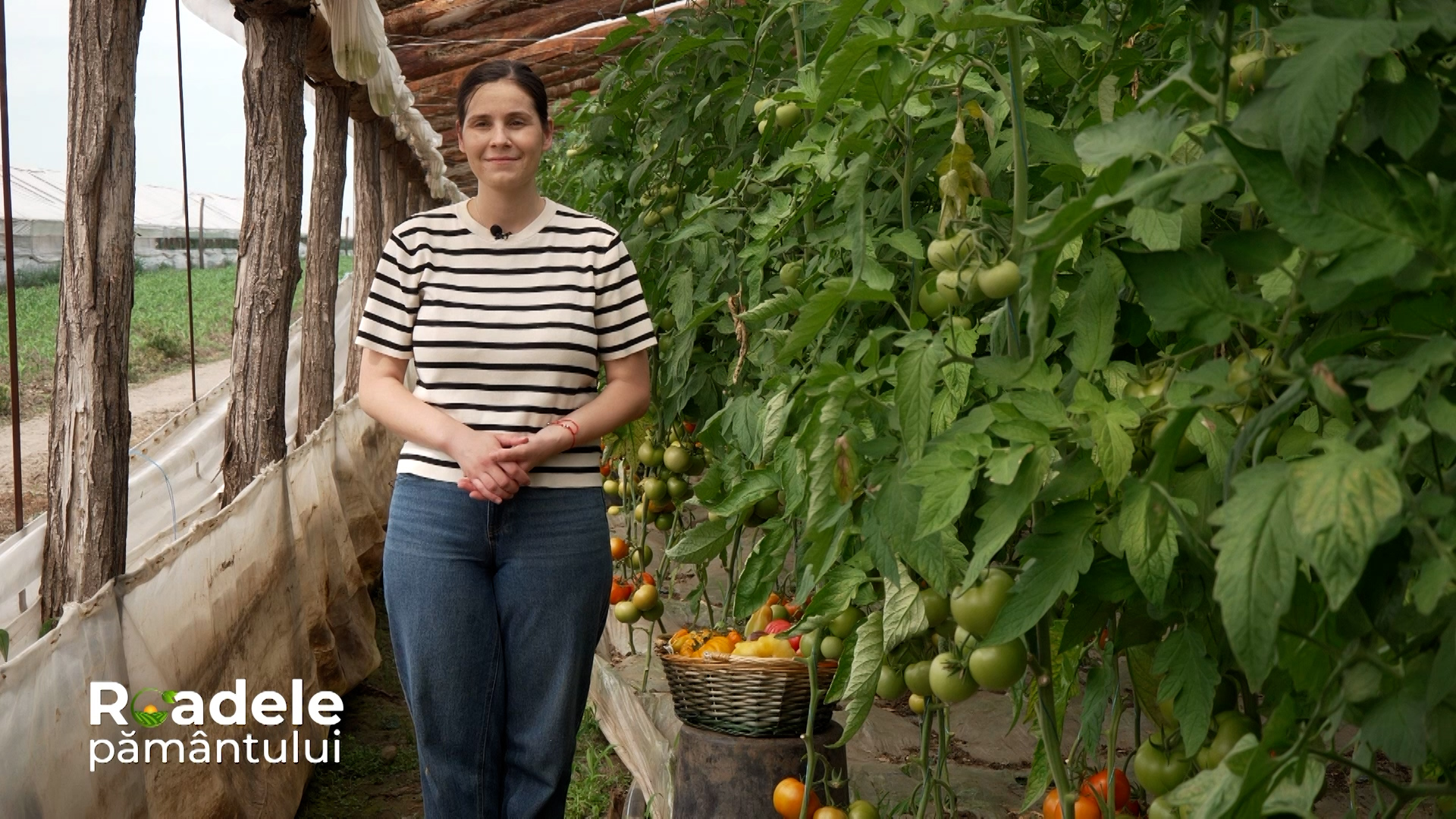 Solarul din lemn; Roboții; Matca din Galați; Rezerva mondială de ...