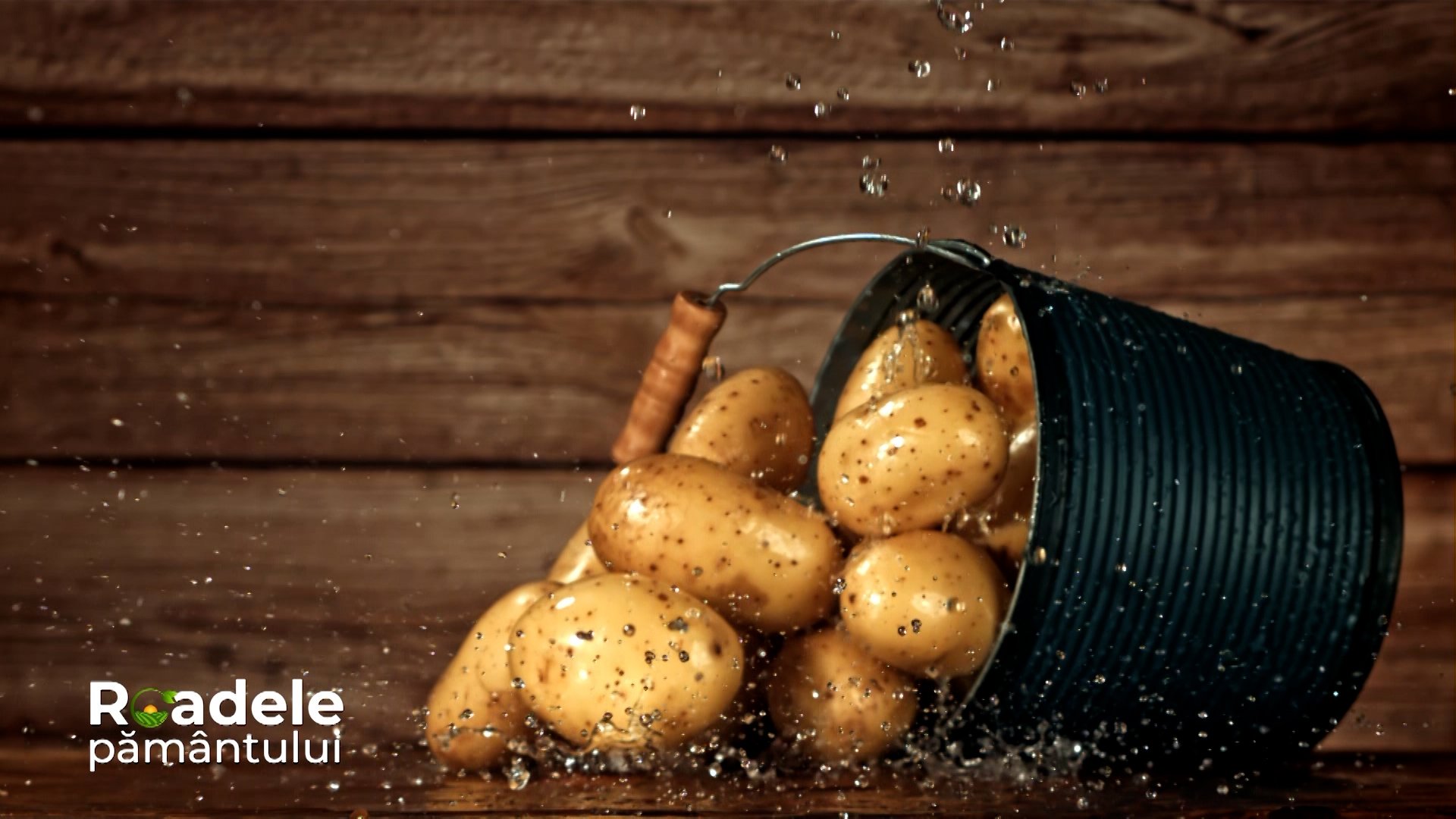 Știați că primul aliment cultivat în spațiu este cartoful? - TRINITAS TV